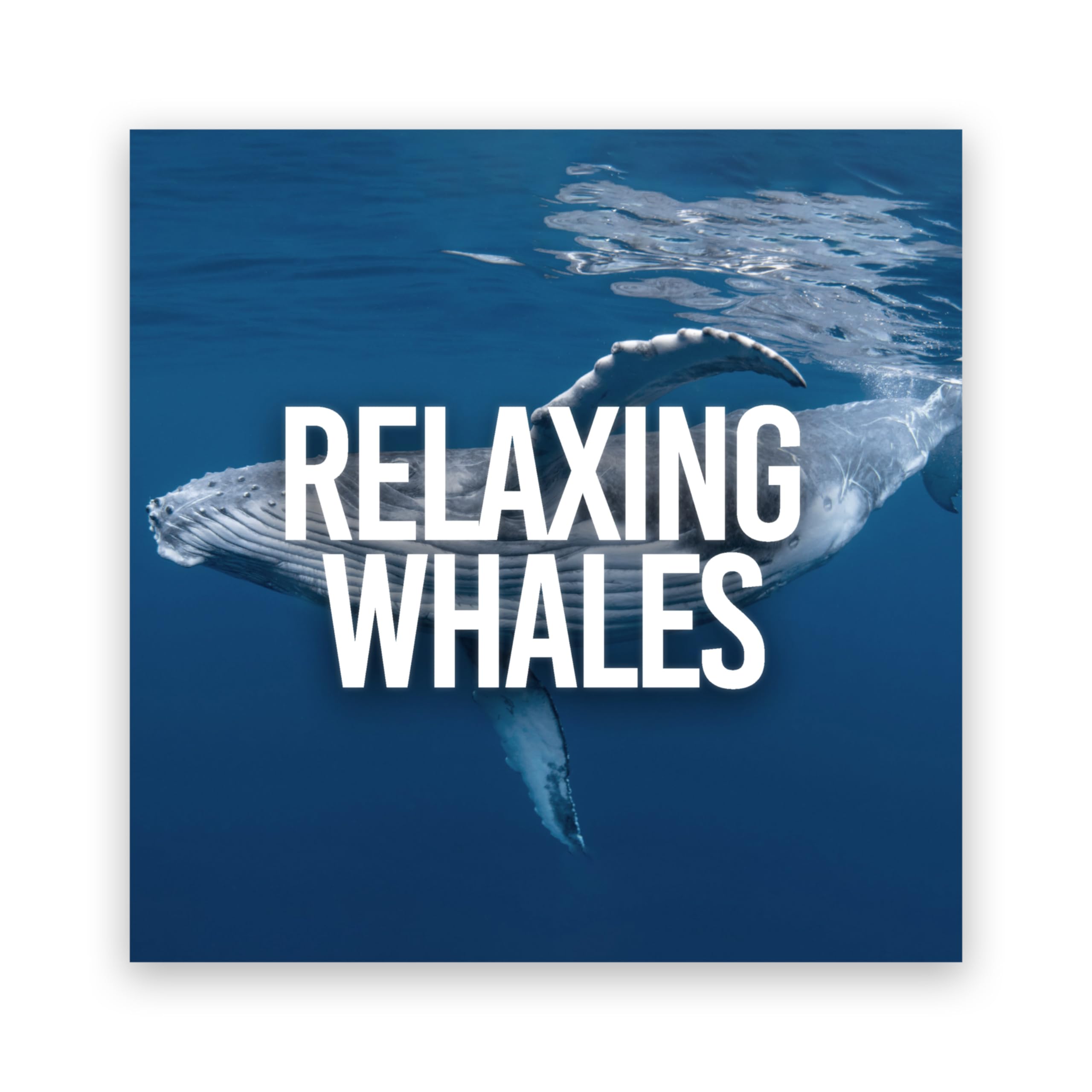 Peaceful Whale Sound song by Whale Sounds, Whale Sounds Relaxation ...