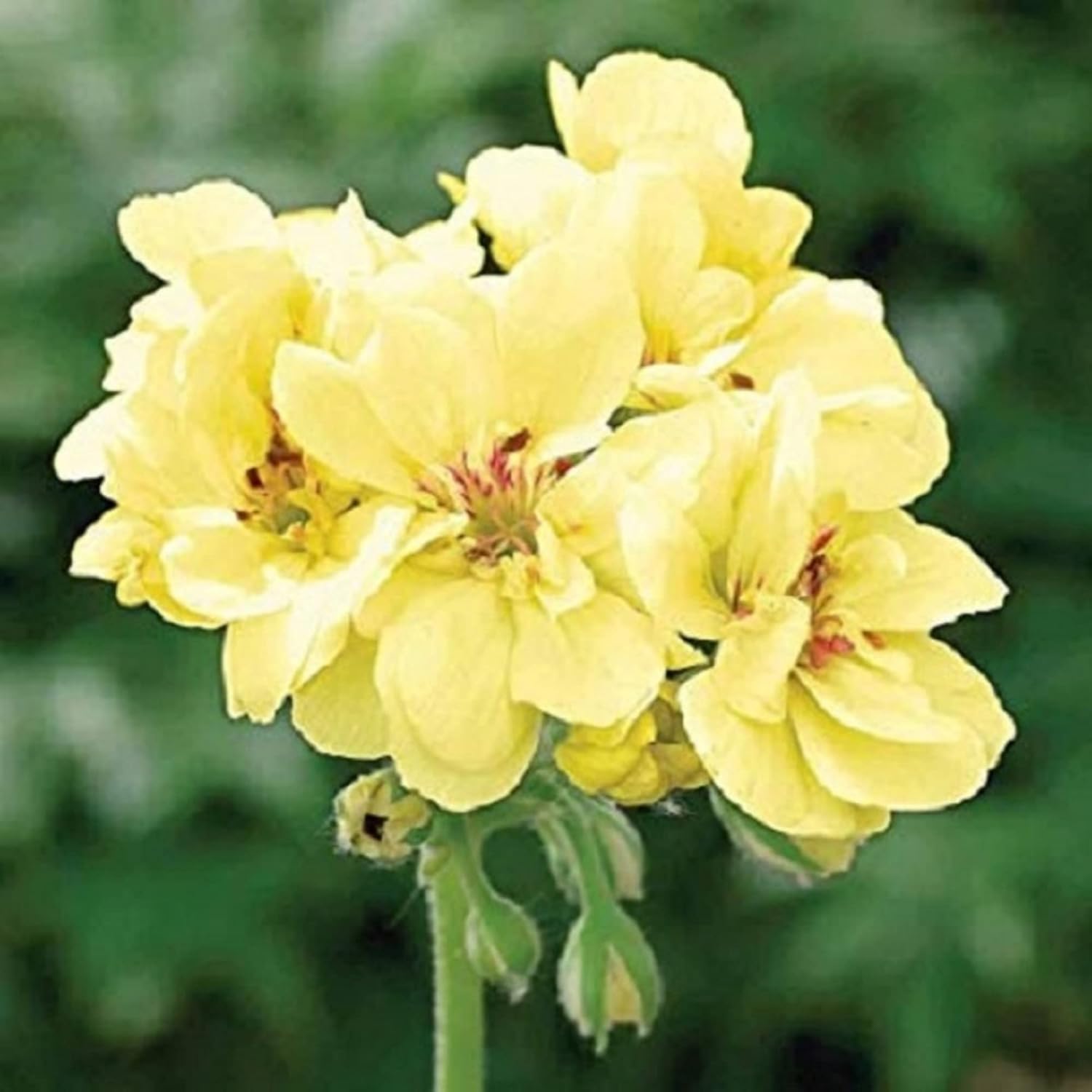 Amazon.com : CHUXAY GARDEN Yellow Geranium Seed,Geraniums,Cranesbills ...