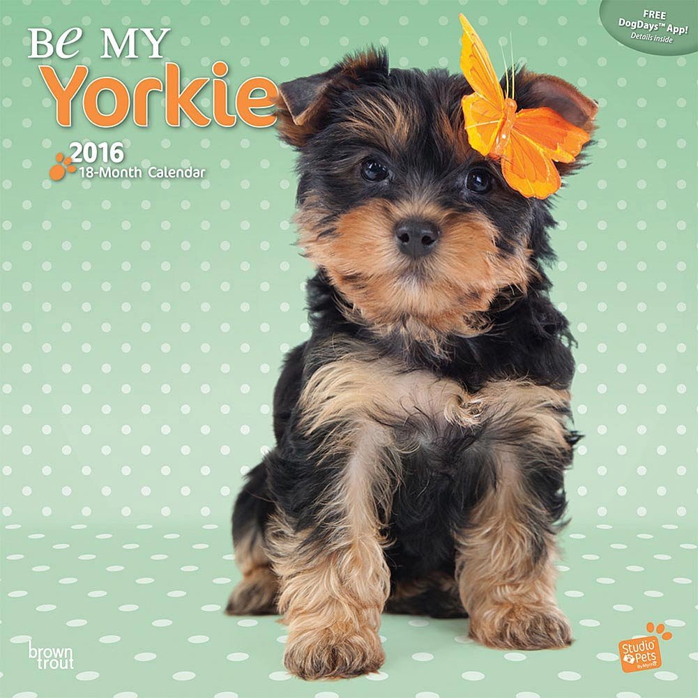 Be My Yorkie 2016 Calendar: Browntrout Publishers: 9781465039965 ...