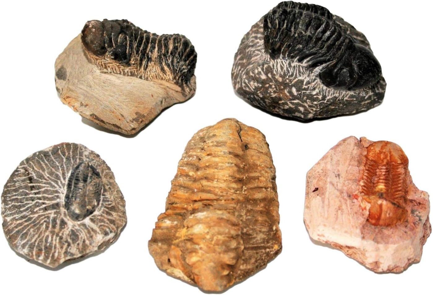 Amazon.com: Trilobites (Real Fossils) Collector Lot of 5 Different ...