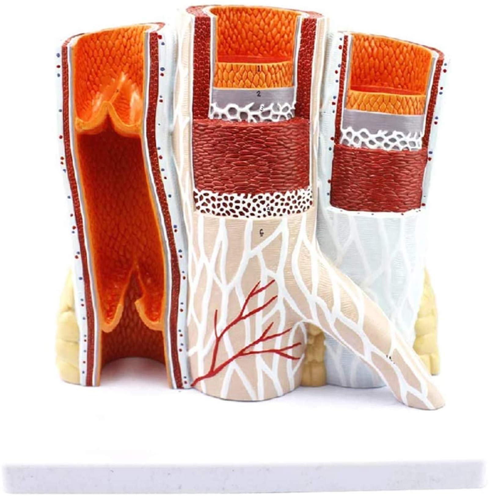 Buy PROFESSIOONAL Study Model Arterial Vein Structure Anatomical Model ...