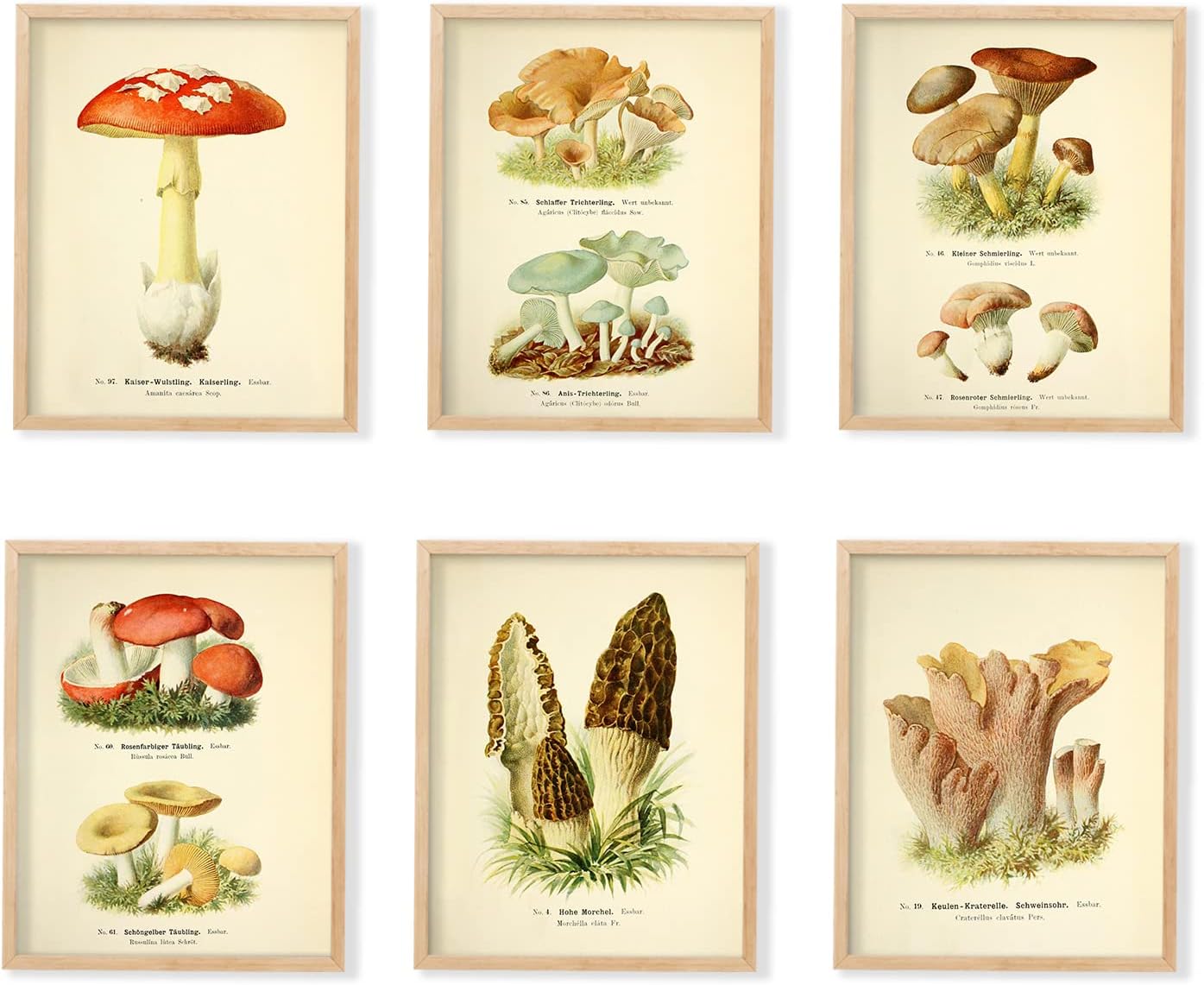Amazon.com: Vintage Mushroom Wall Art Prints Cottagecore room Decor ...