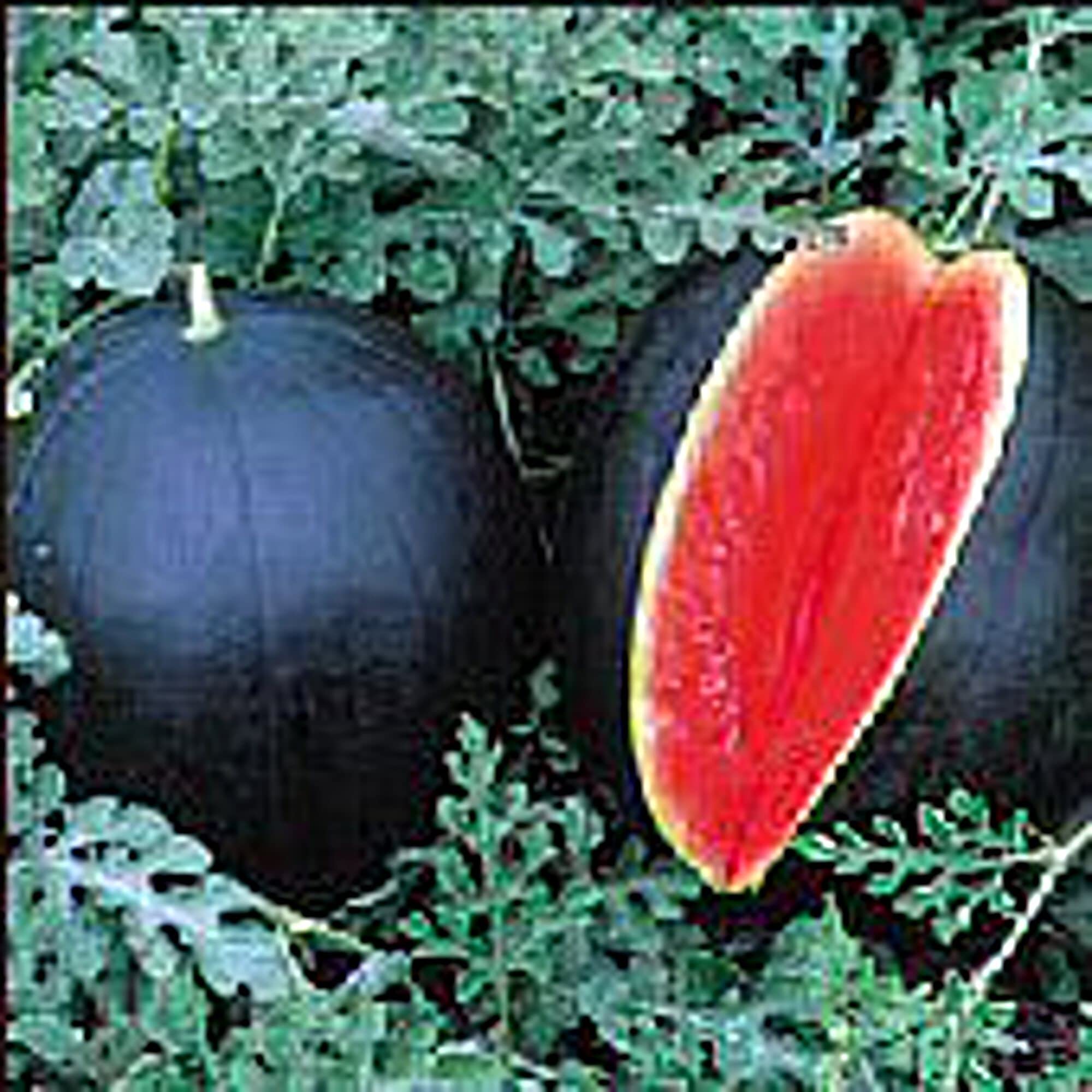 Amazon.com : Blacktail Mountain Watermelons Seeds (20+ Seeds) | Non GMO ...