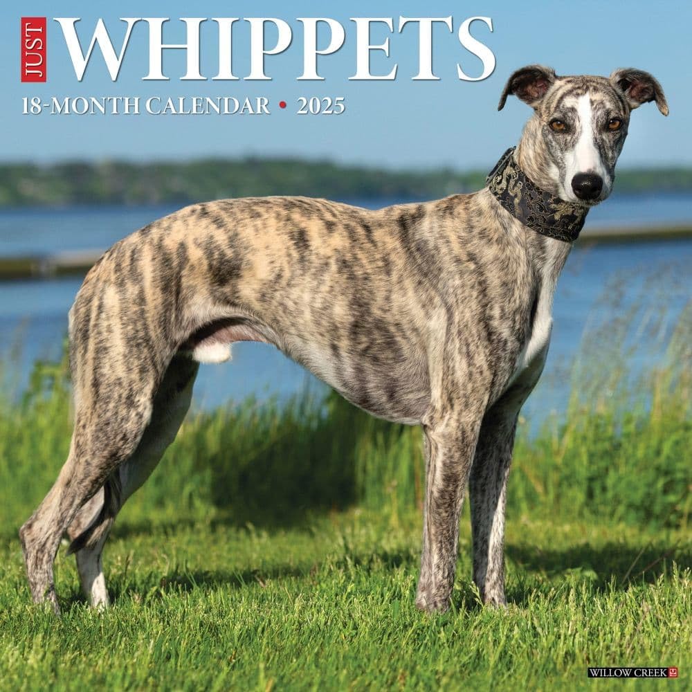 Buy Just Whippets 2025 12 X 12 Wall Calendar Book Online at Low Prices ...