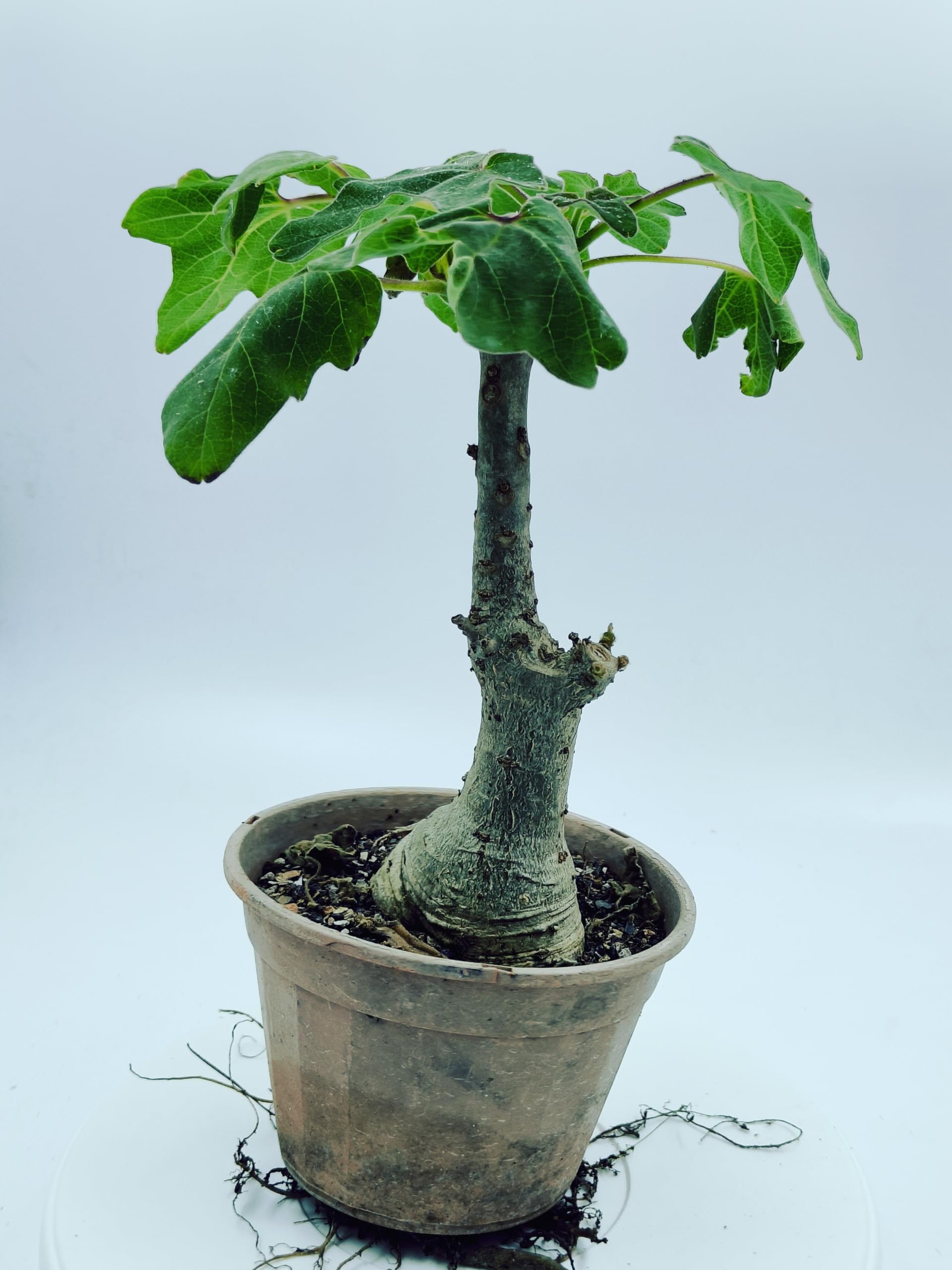 Studio Seed Uncarina Grandidieri Rare Caudiciform Succulent Live Plant ...