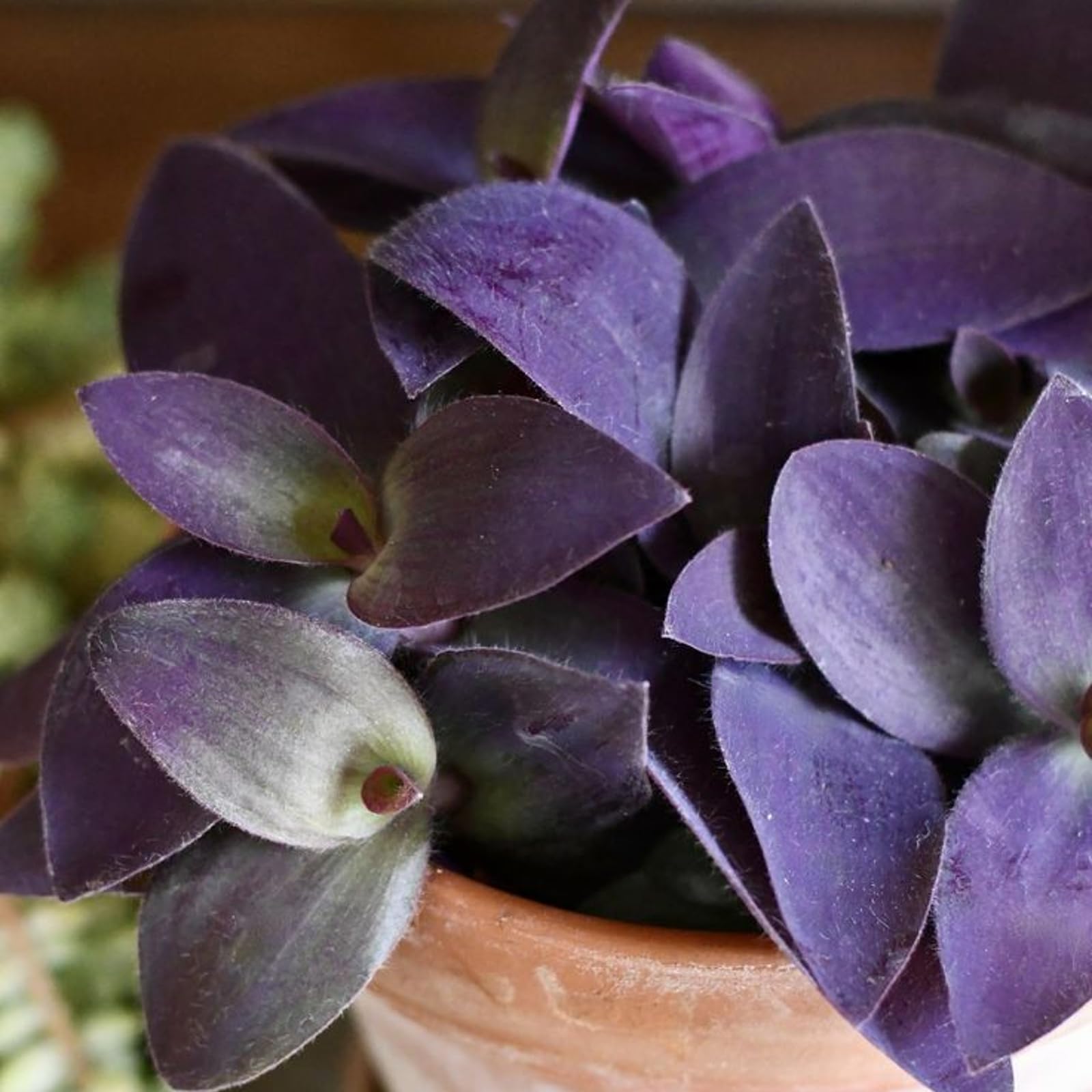 Fuzzy Purple House Plant