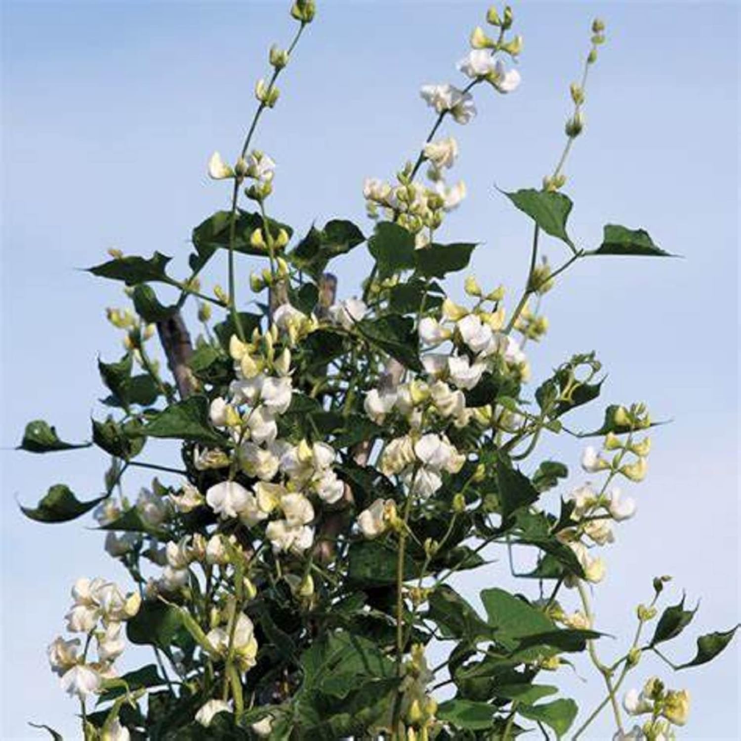 Amazon.com : CHUXAY GARDEN 10 Seeds White Hyacinth Bean,Bonavist Bean ...