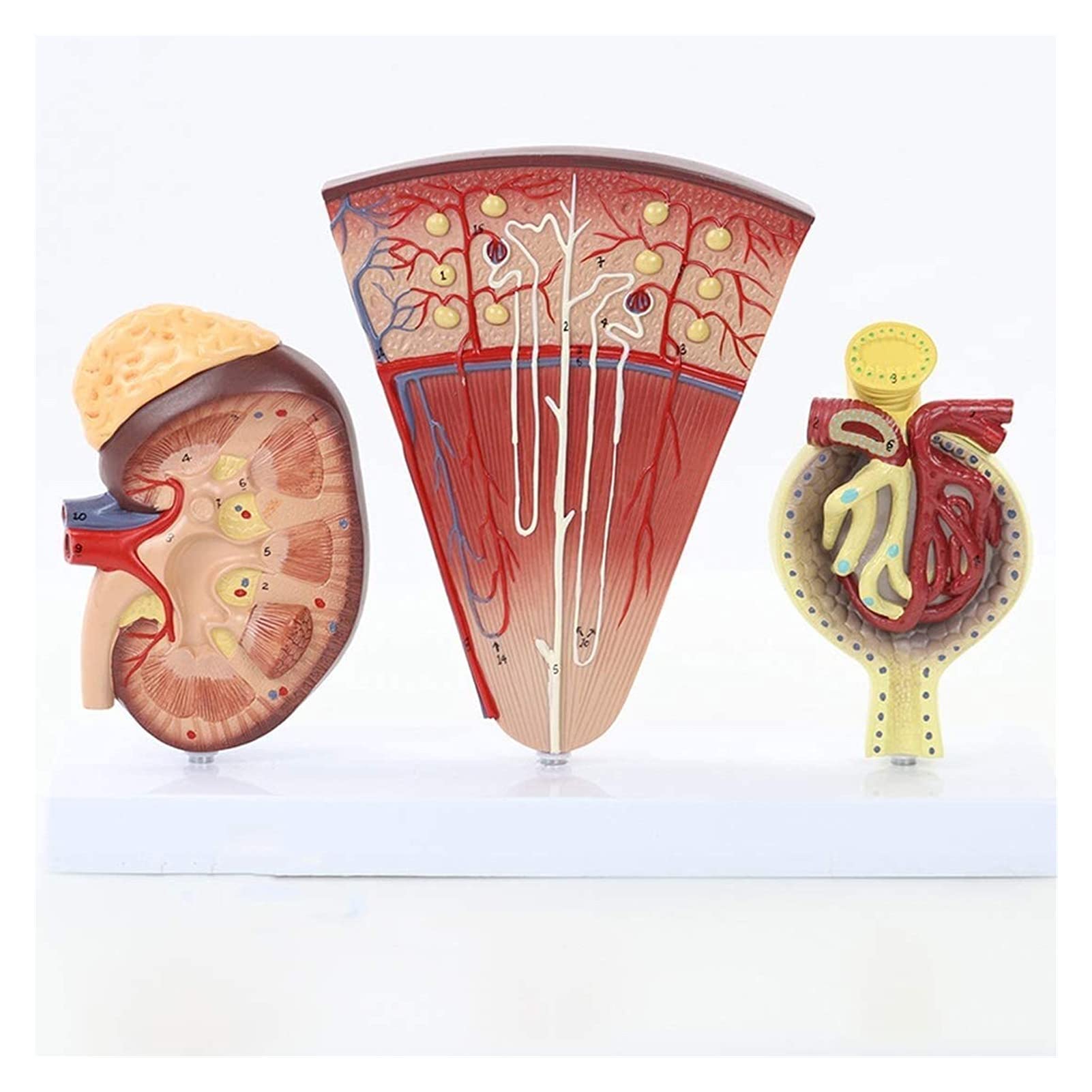 Buy AMDHZ Kidney and Urinary System Model Adrenal Gland Model ...