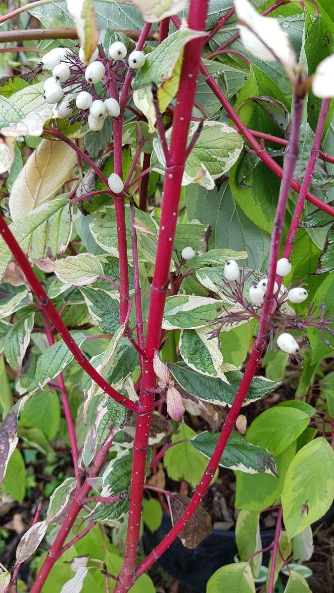 Cornus alba 'Elegantissima' / Cornouiller blanc panaché/Conteneur de 7 ...