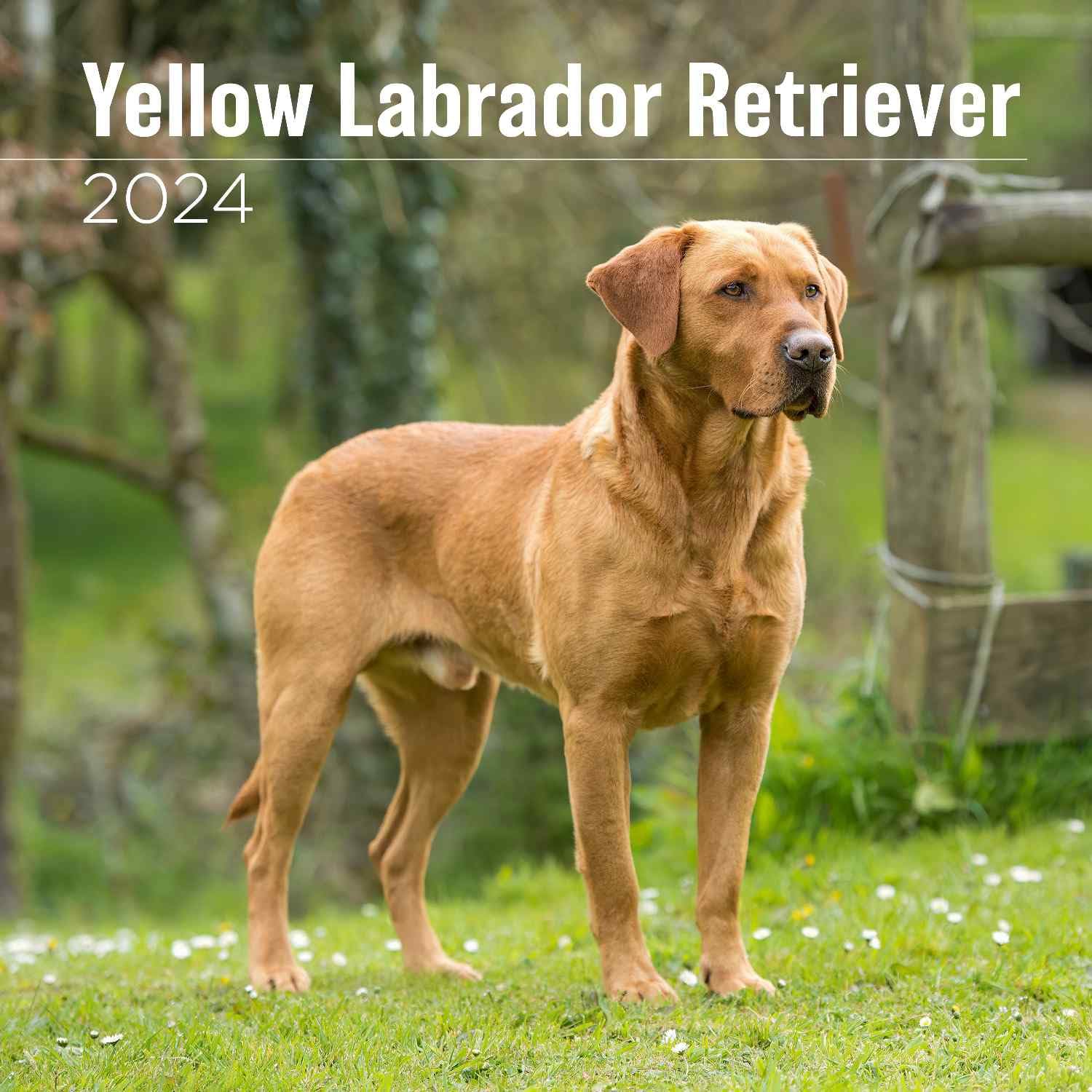MegaCalendars - Yellow Labrador Calendar 2024 - Dog Breed Wall Calendar ...