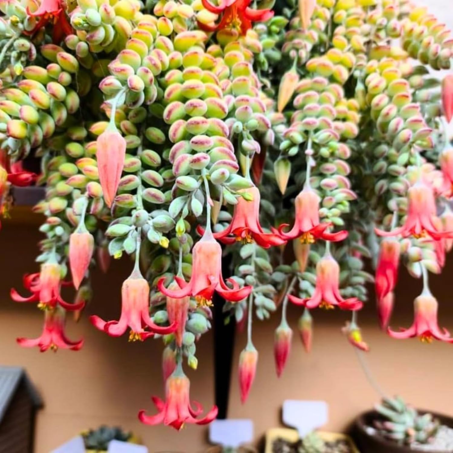Amazon.com : Cotyledon Pendens Succulent Live Plant, Trailing Succulent ...