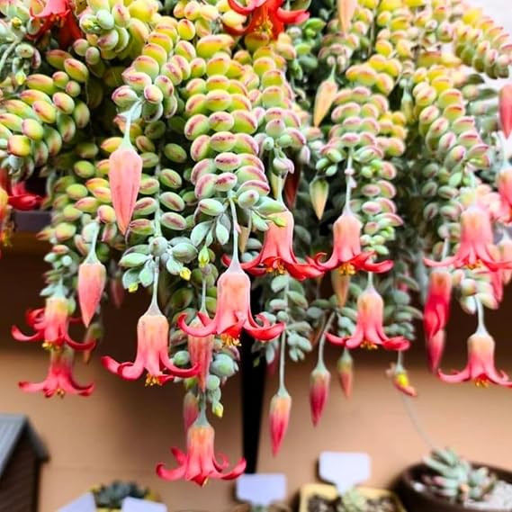 Amazon.com : Cotyledon Pendens Succulent Live Plant, Trailing Succulent ...