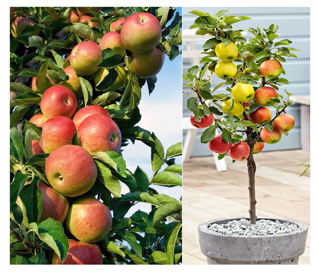 GLOBAL GREEN | Grafted Apple Live Plant, Dwarf fuji Variety/height 1.6 ...