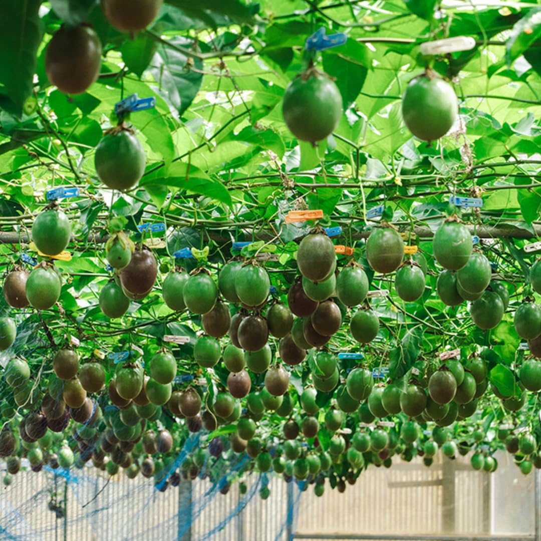 Granadilla Tree Size