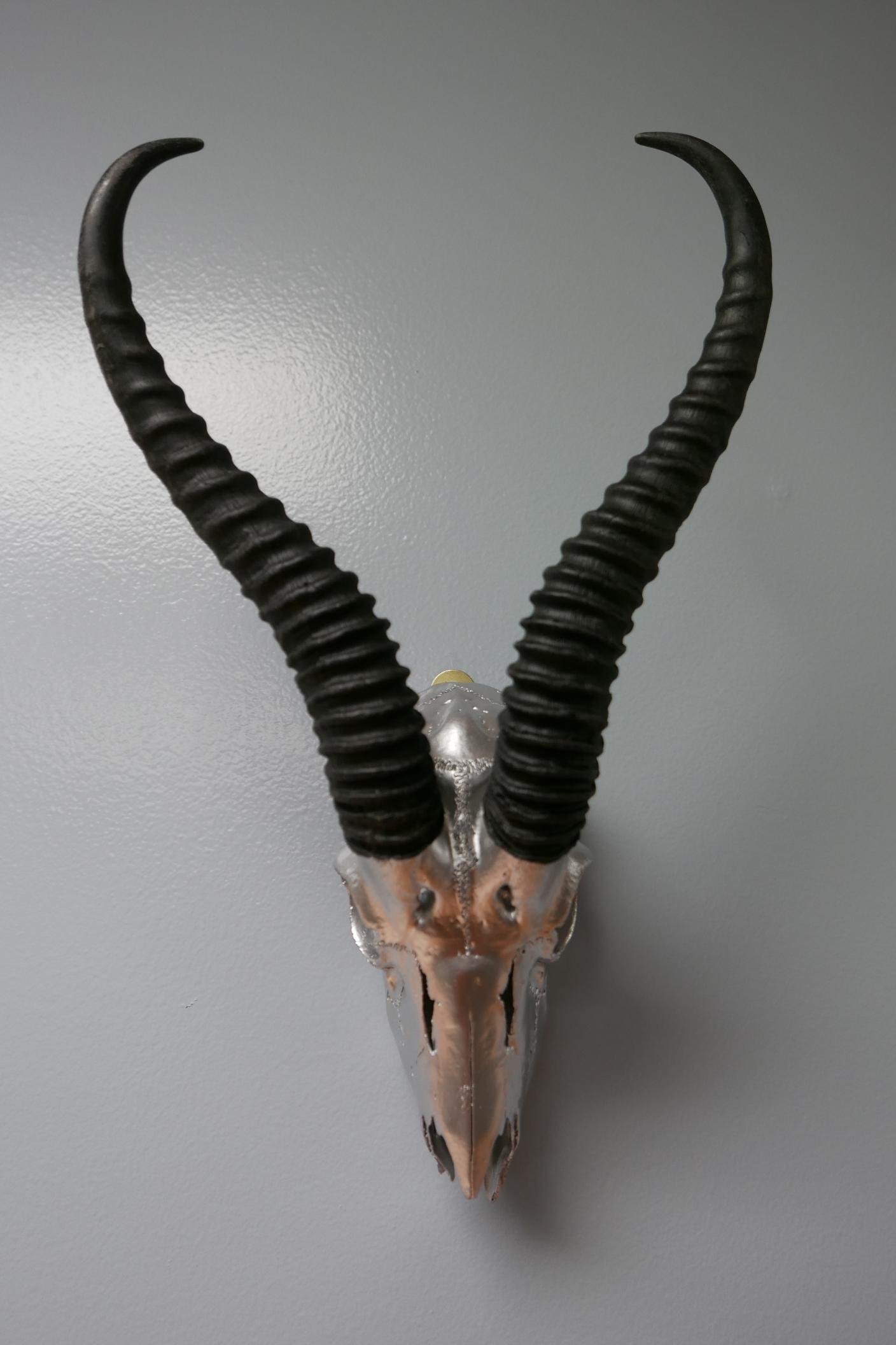 Springbok Skull