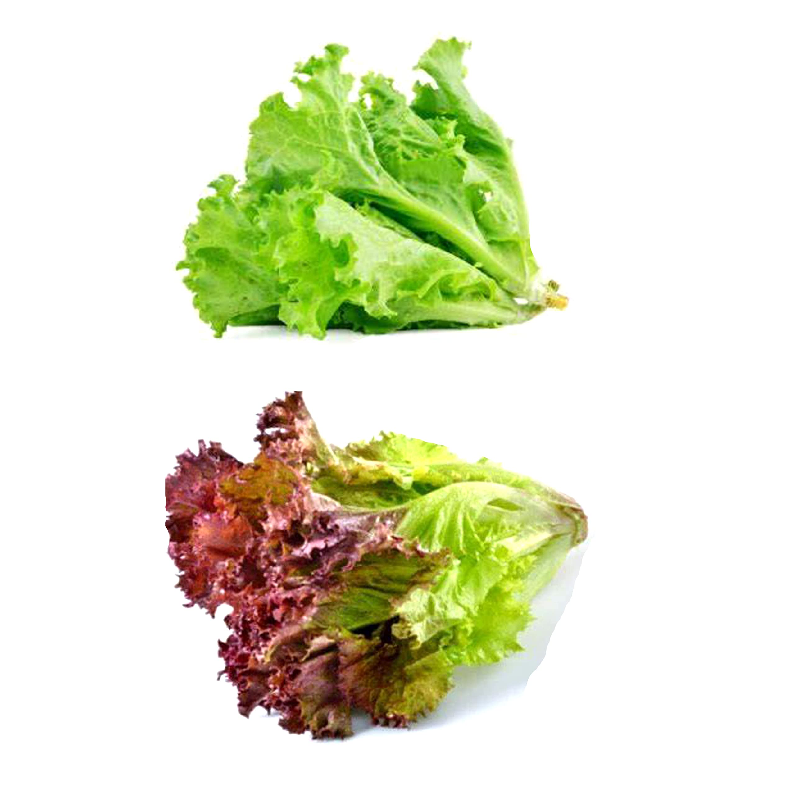 Combo Pack of seeds of Green Lettuce and Red Lettuce (Salad Patta) grow ...