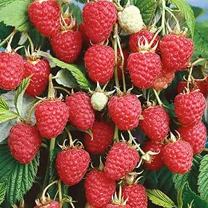 Raspberry Rubus Idaeus - Malling Promise - Early Fruiting Raspberry ...