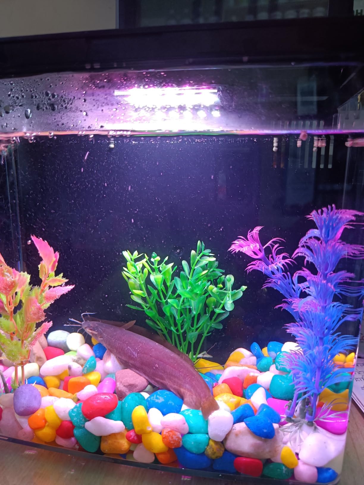 BURAQ Aquarium Mini Fish Tank Curve Moulded Equipped with Back Filter ...