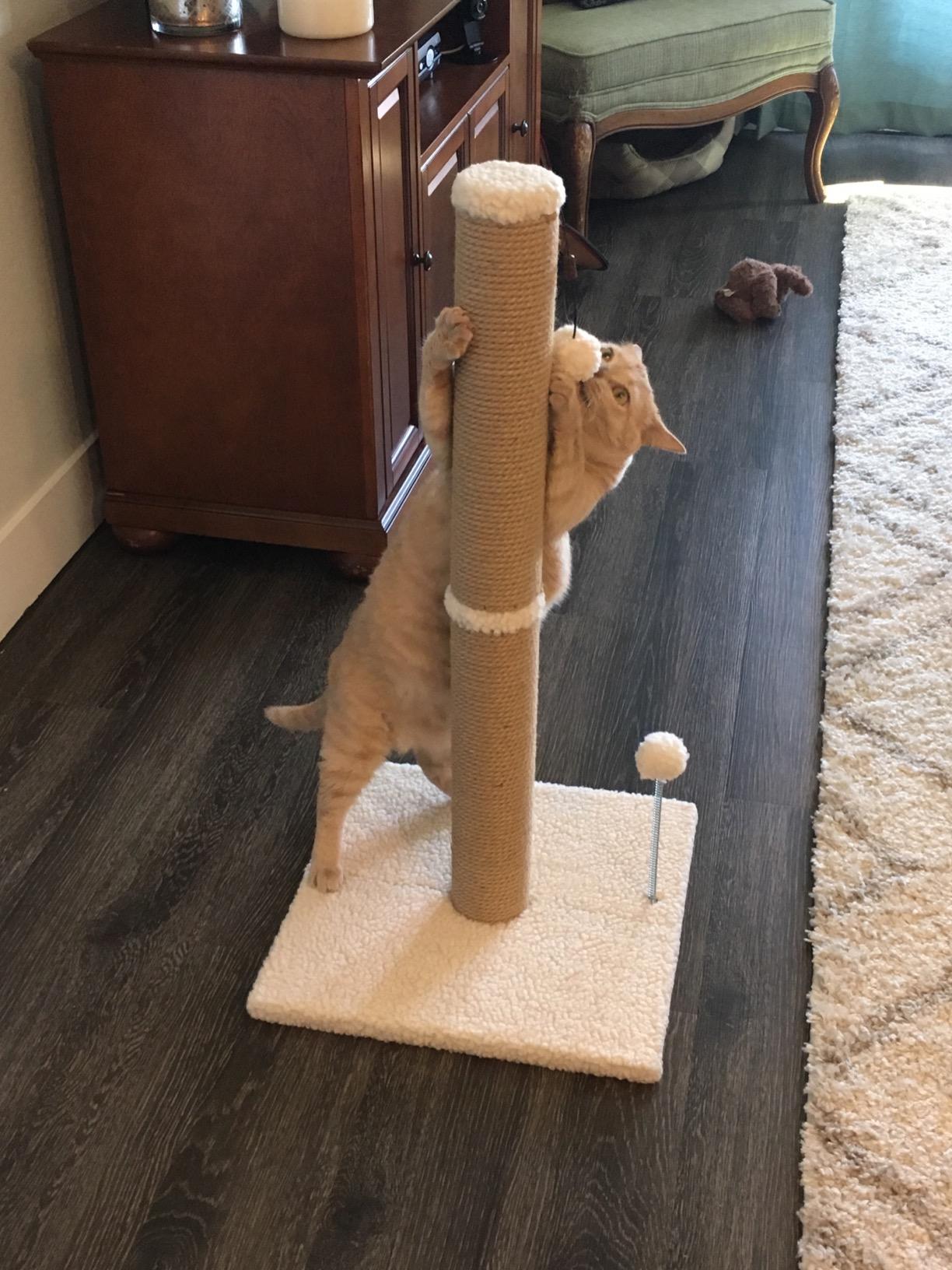 Amazon.com : Cat Craft Jute Scratch Post 30" | Cat Scratcher Post ...