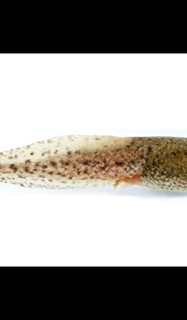 tadpole Wallpaper -- HD Wallpapers of tadpoles! - App on Amazon Appstore