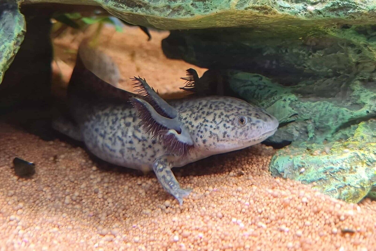 Snapklik.com : Aquatic Foods Inc. Axolotl Blackworm Pellets. 3mm-1/8 ...