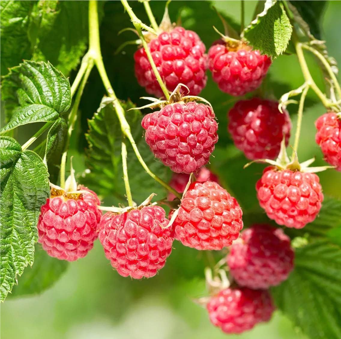 Amazon.com : Votaniki Latham Red Raspberry Plant - Perennial Raspberry ...