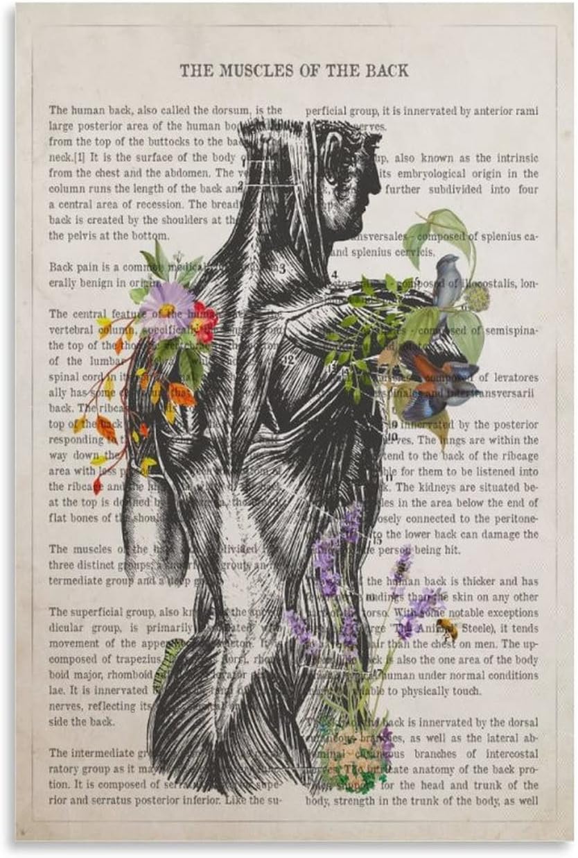 Amazon.com: Sheets of Human Anatomy Back Muscles Anatomy Posters ...