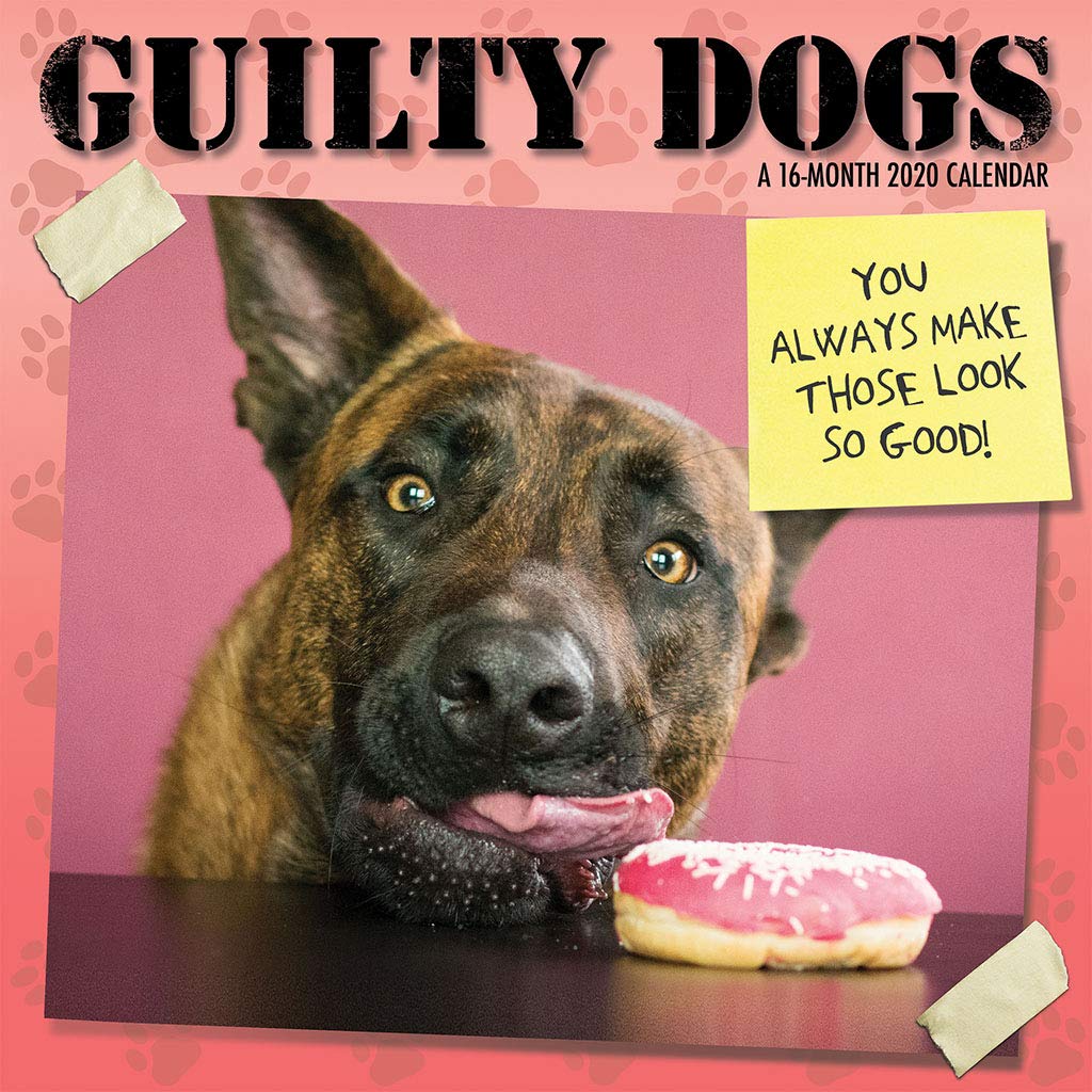 Why Do Dogs Look So Guilty