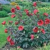 Amazon.com : Hibiscus Live Plant, Bush Hibiscus Red Big Flower Hardy 2. ...