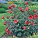 Amazon.com : Hibiscus Live Plant, Bush Hibiscus Red Big Flower Hardy 2. ...