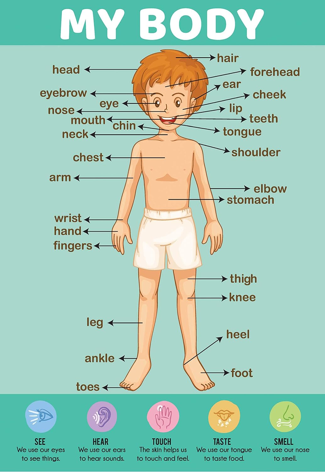 Buy SM_GALLER® My Body Charts (Educational Charts for Kids) [Wall Chart ...