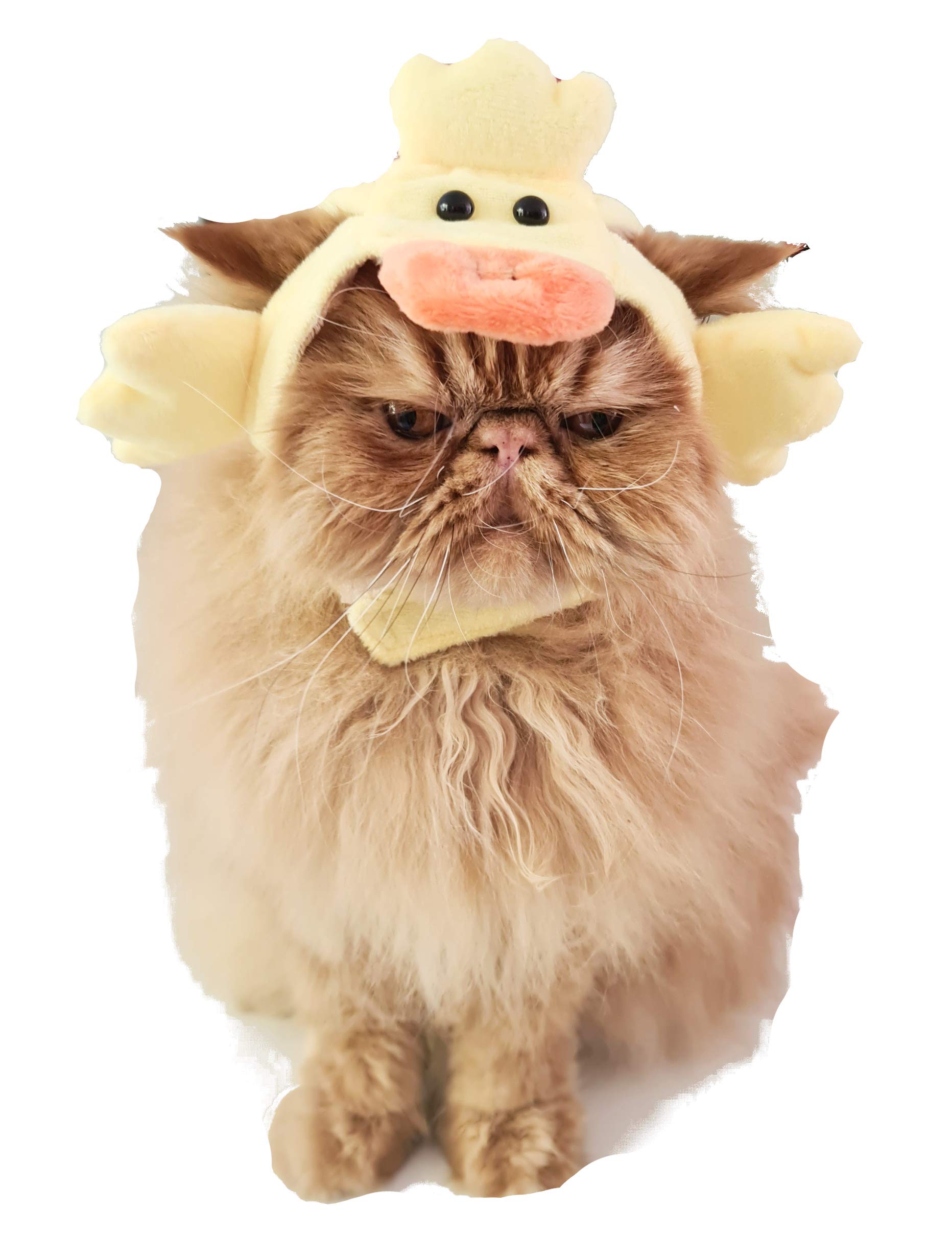 Duck Face Cat Memes