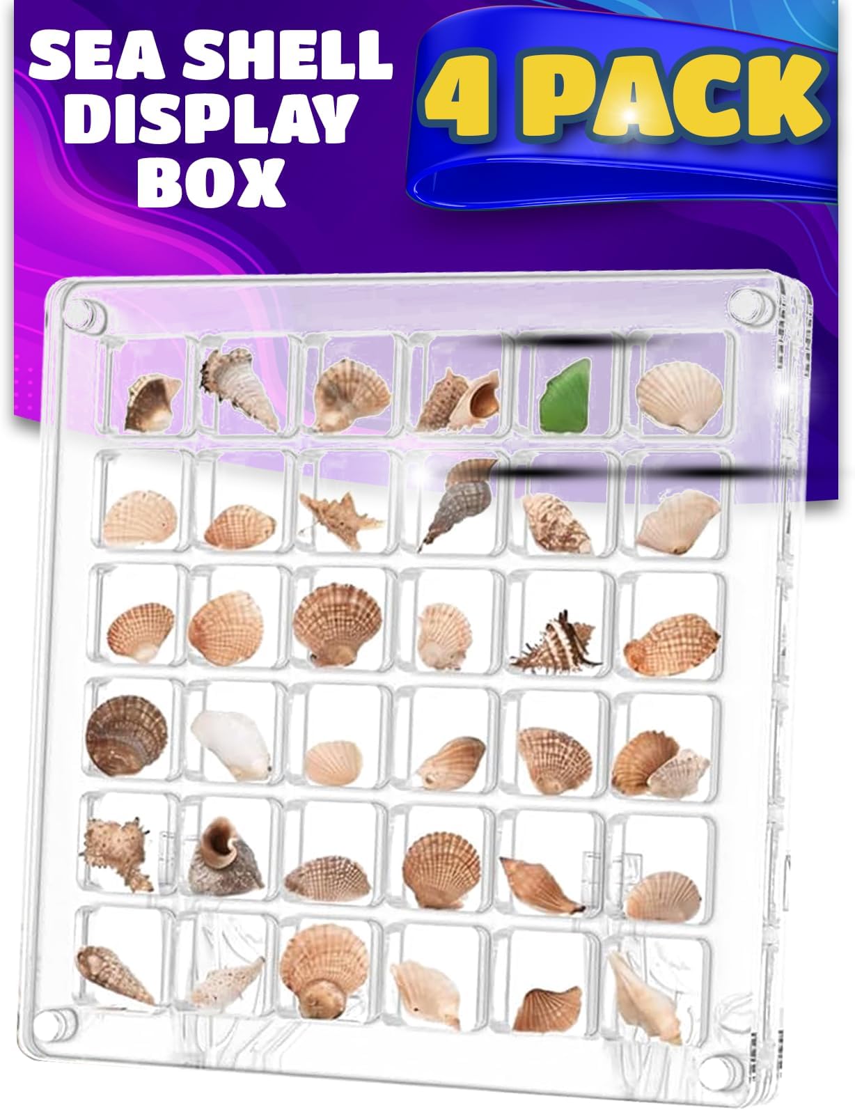 Amazon.com: 2 Pcs Acrylic Magnetic Seashell Display Box, 36 Grids Clear ...