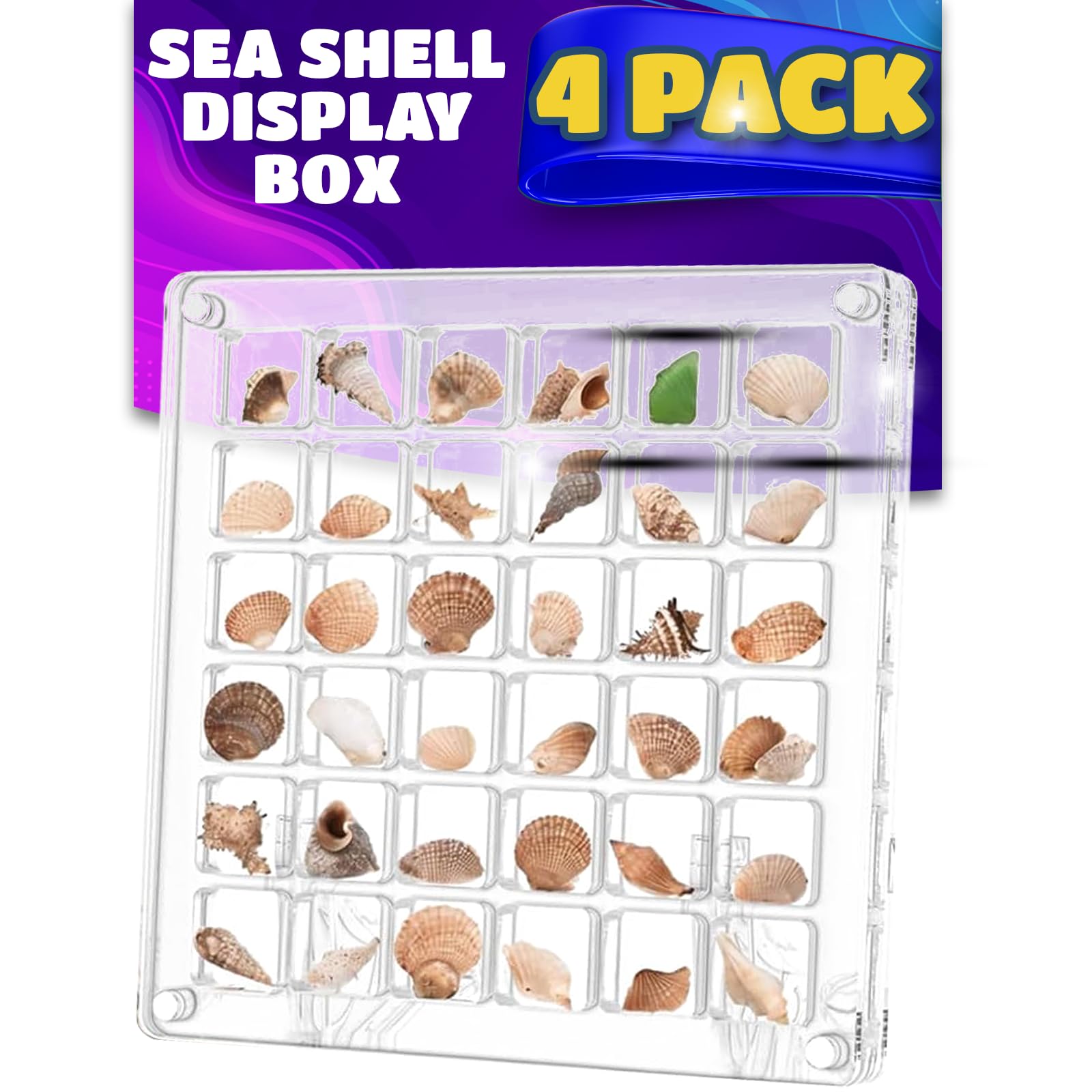 Amazon.com - 4 Pack of Seashell Display Box Acrylic Magnetic with 6.5ft ...