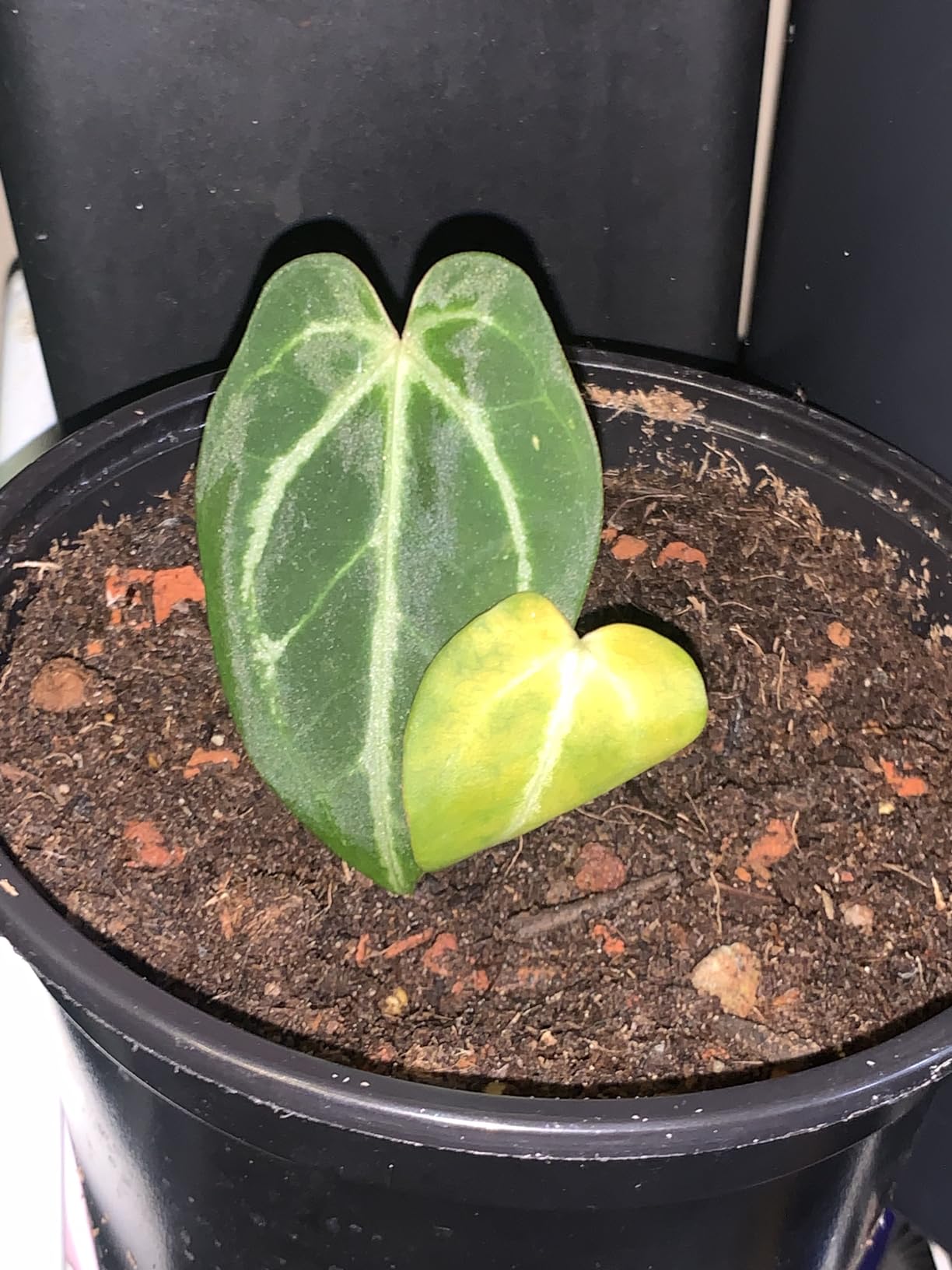 Amazon.com : Anthurium Magnificum (Indonesia Origin) Starter Plant ...