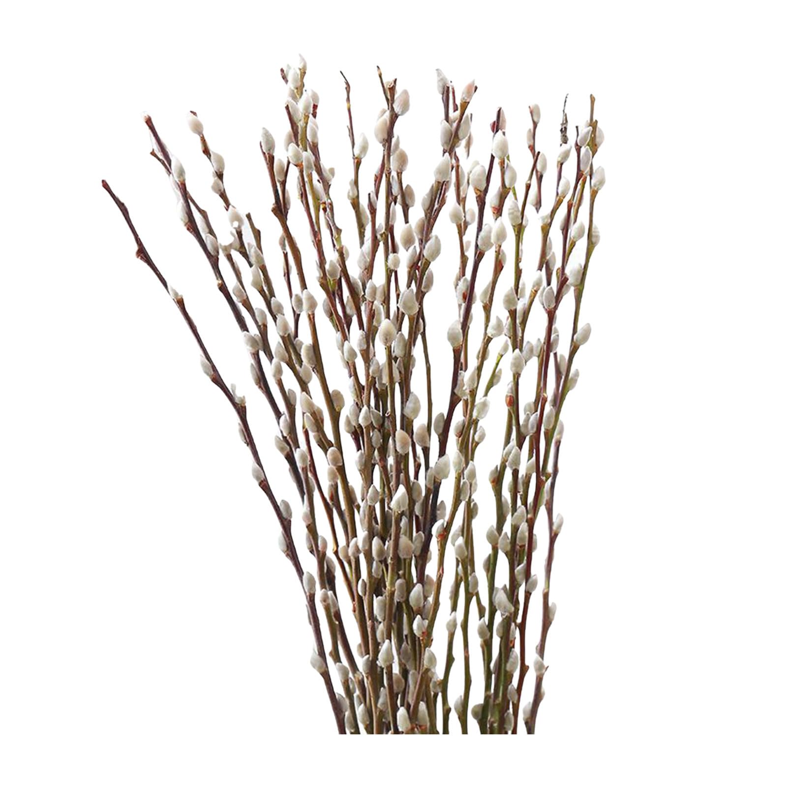 Amazon.com: 30 Pcs Pussy Willow Branches for Vases,Natural Dried Plants ...