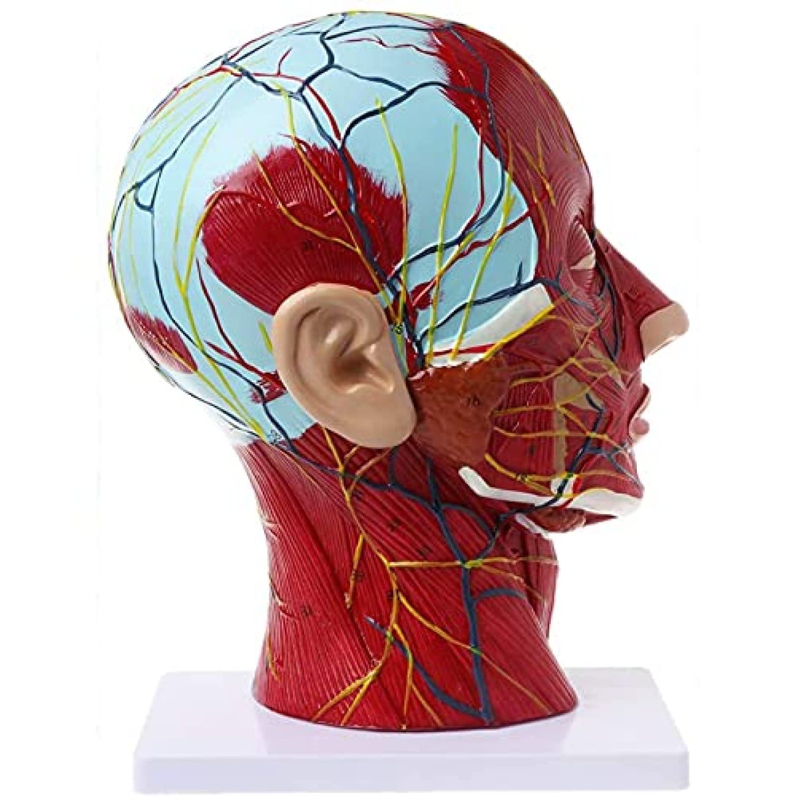Buy ZHENWULU Human Half Head Superficial Neurovascular Musculature ...