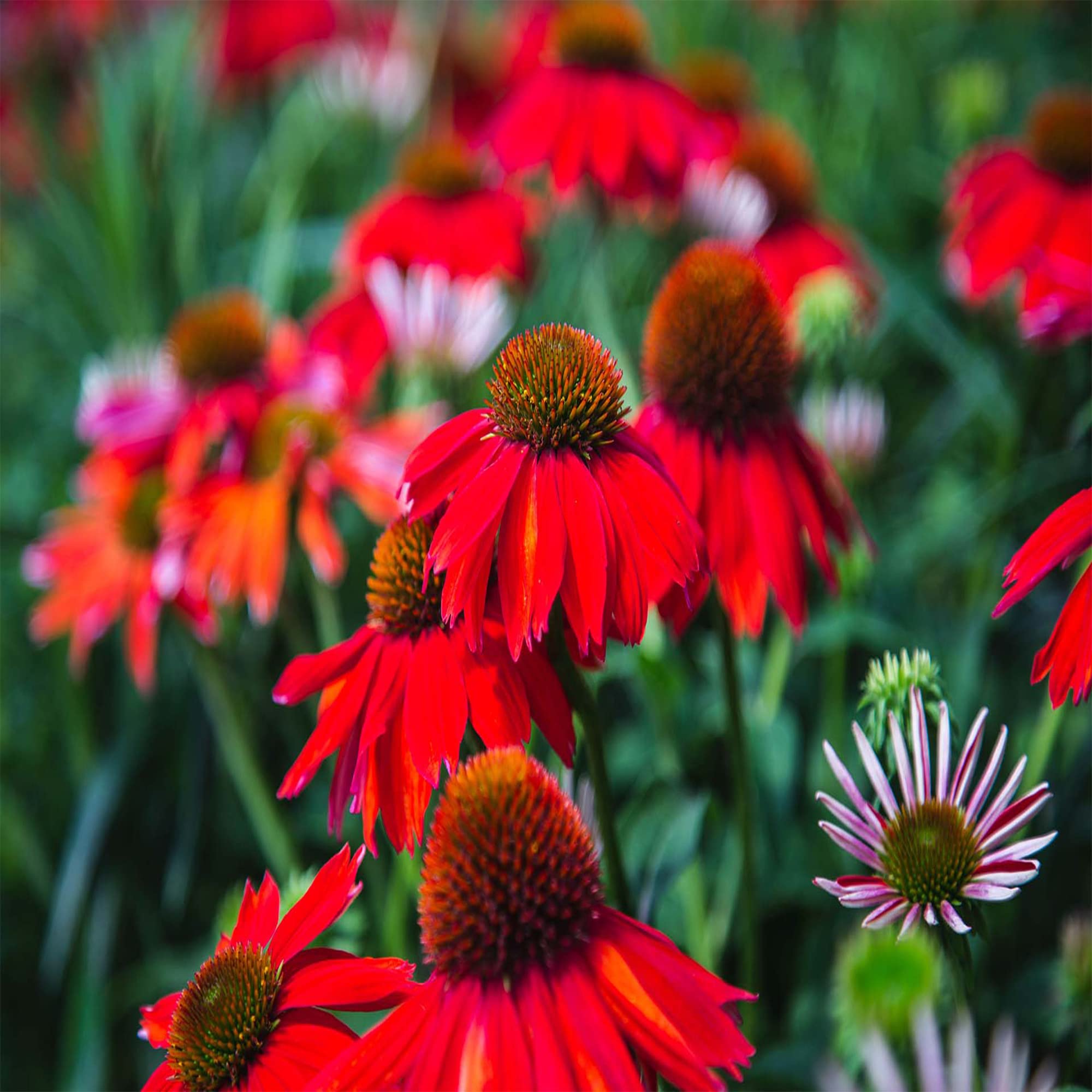 Red Coneflower