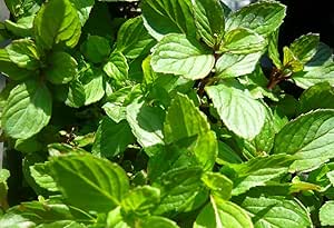 Amazon.com: Scotch Spearmint Live Plant