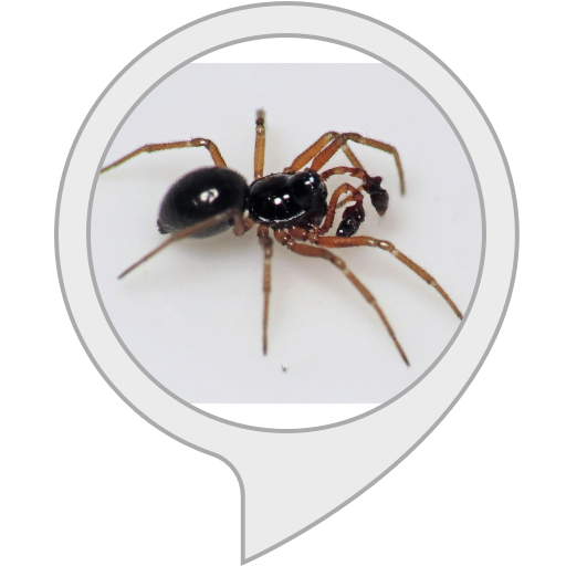 Amazon.com: Spider Finder : Alexa Skills