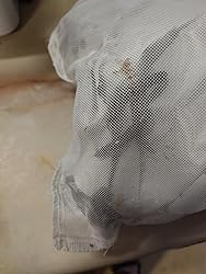 Amazon.com : 100 - Animal Specialties Brand - Live Superworms Kingworms ...