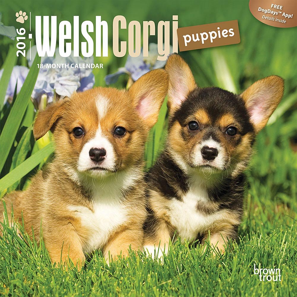 Amazon.com: Welsh Corgi Puppies 2009 Calendar: 9781421638164 ...
