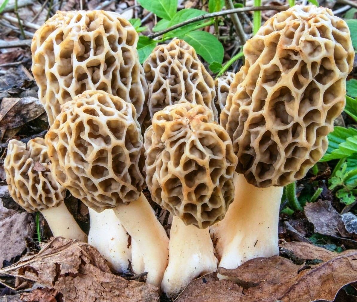 Amazon.com : Seeds Morel Mushrooms Spores Mycelium Grow Spawn for ...