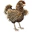 Amazon.com: Folkmanis Funky Chicken Hand Puppet, Multi-Colored, (Model ...