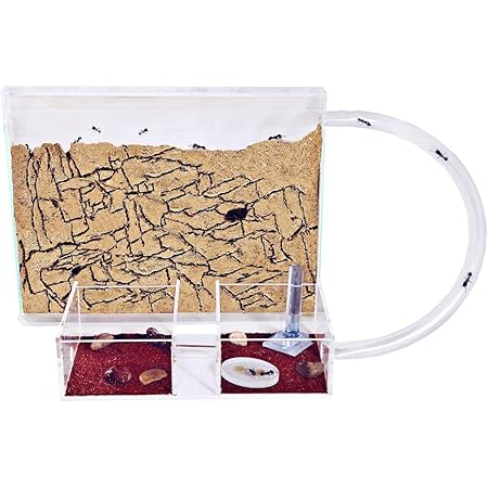 AntHouse - Natural Sand Ant Farm | Kit L (Sandwich + Forage Box ...