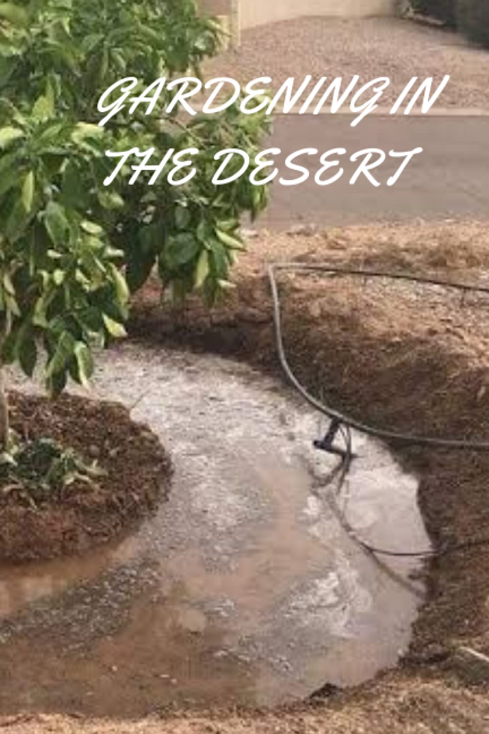 Buy GARDENING IN THE DESERT: Ultimate beginners guide on gardening in ...