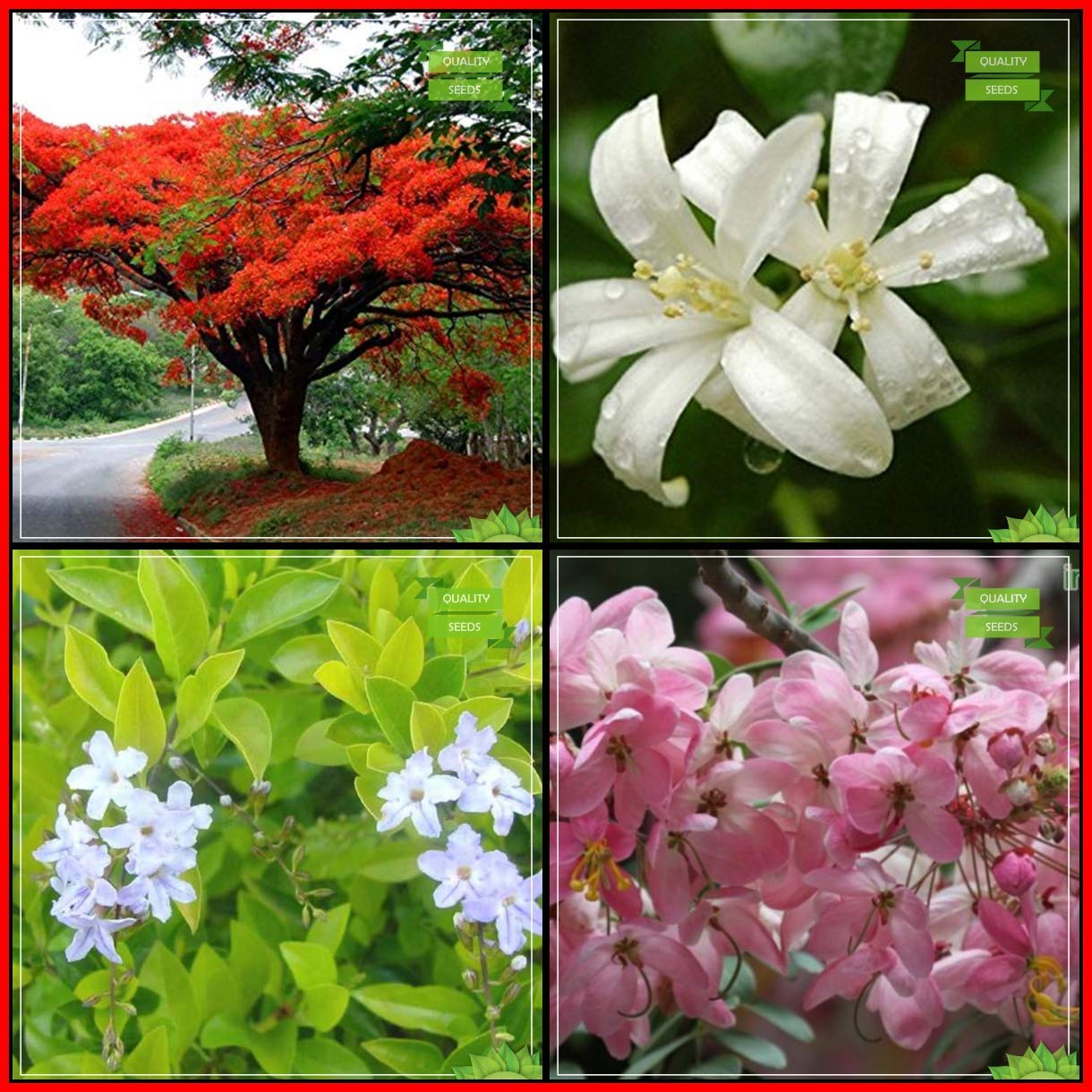 Buy OhhSome Packet Combo Tree Seeds : Delonix Regia, Murrayya Exotica ...