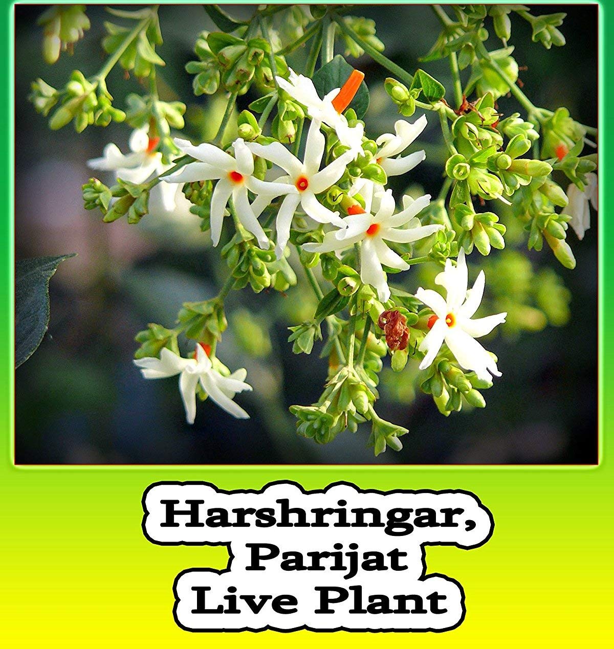 ROOKHRAJ PAUDHSHALA Harsringar Live Plant, Parijat, Parijaat, Harsingar ...