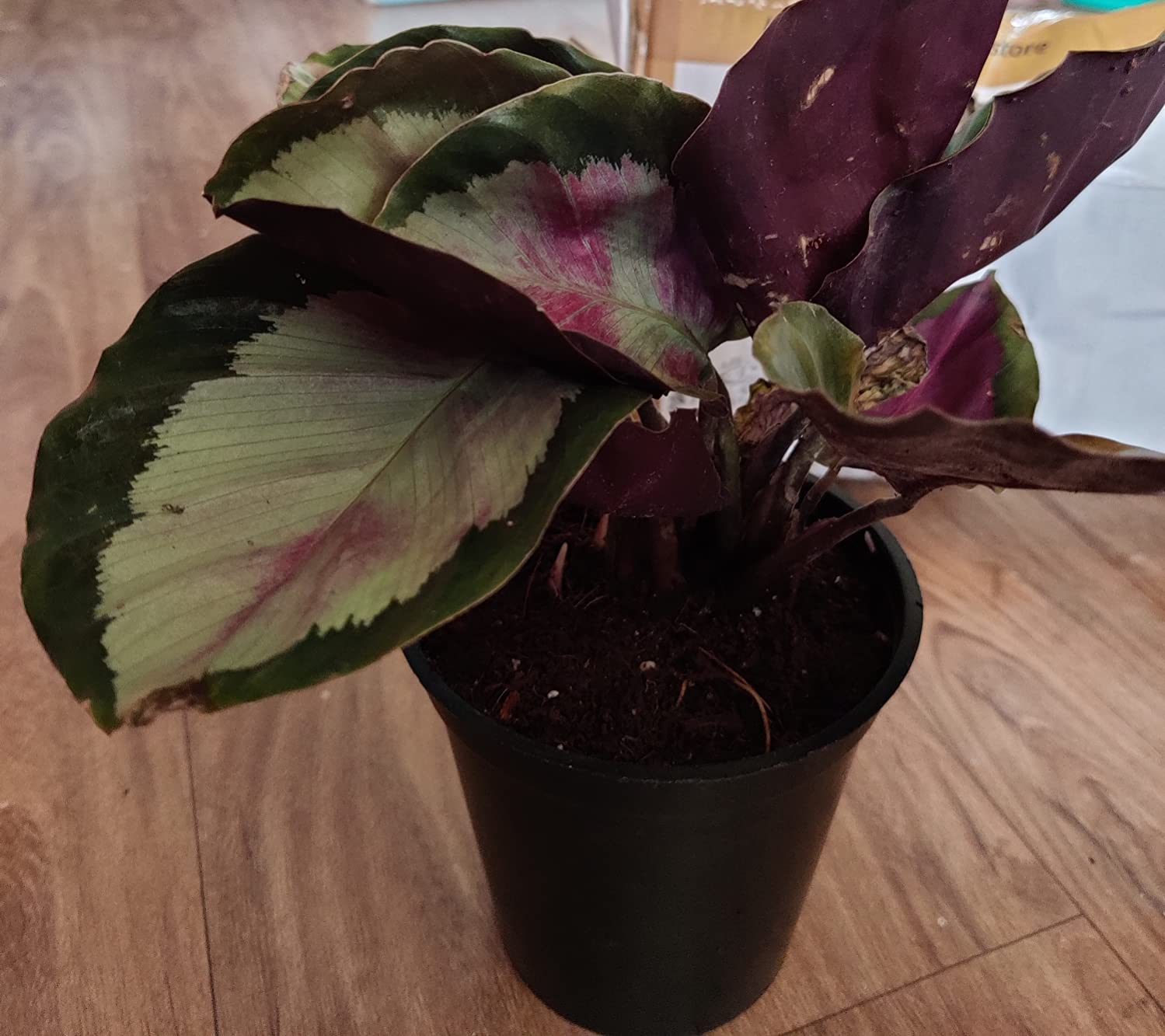The Four Seasons Calathea Roseopicta Corona Rare Imported Variety ...