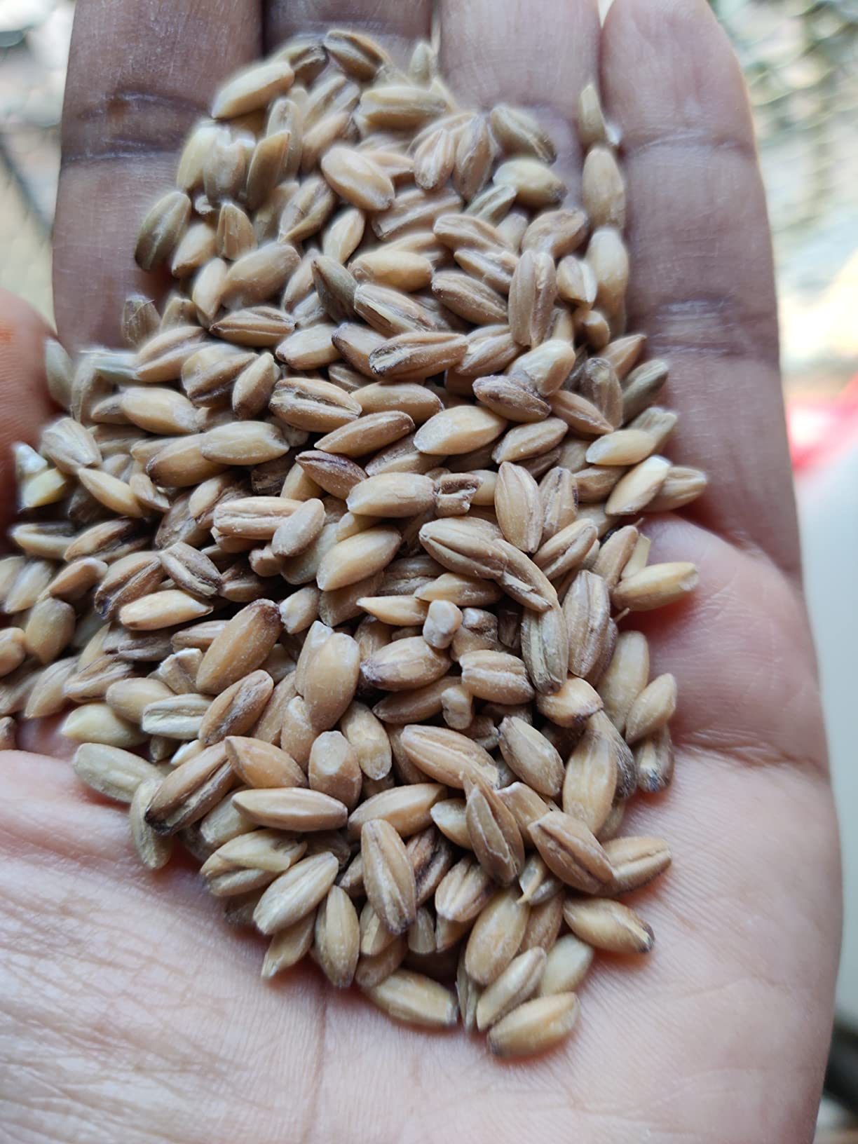 R R AGRO FOODS Naturally Processed Hulled Barley 5 KG | Barley Without ...